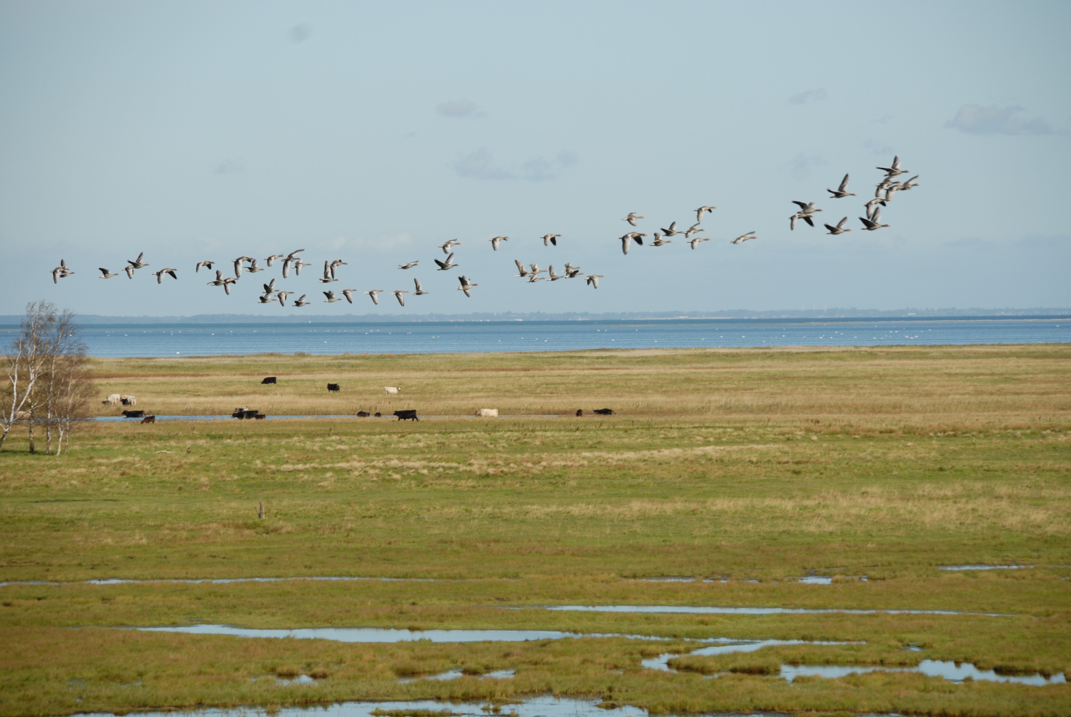 COWI leverer rekordomsætning i et år med transformation